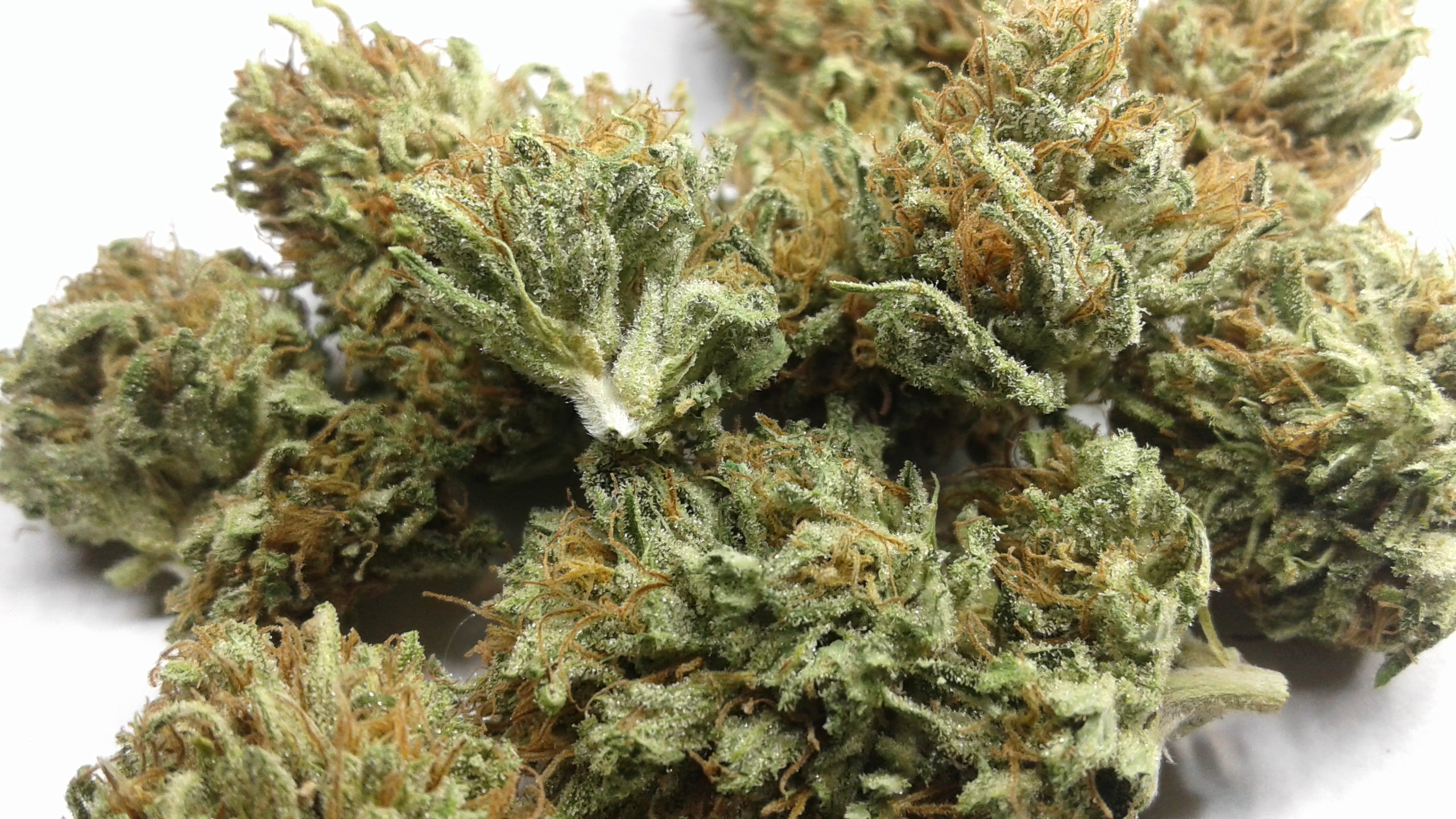 Premium CBD Flower – West Coast CBD Supply LLC